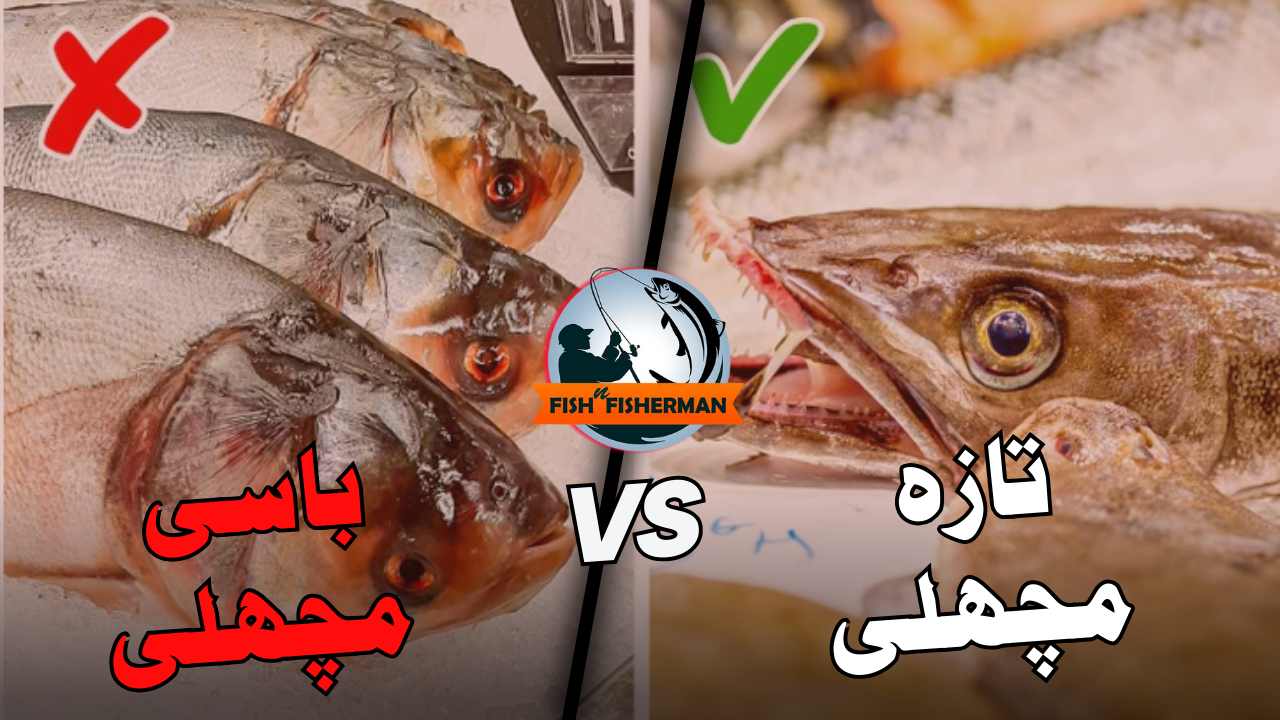 تازہ اور باسی مچھلی کی پہچان کیسے کریں ؟ - FishnFisherman